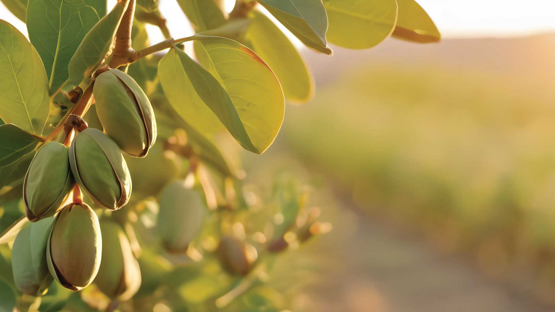 About US – Delicious Pistachios